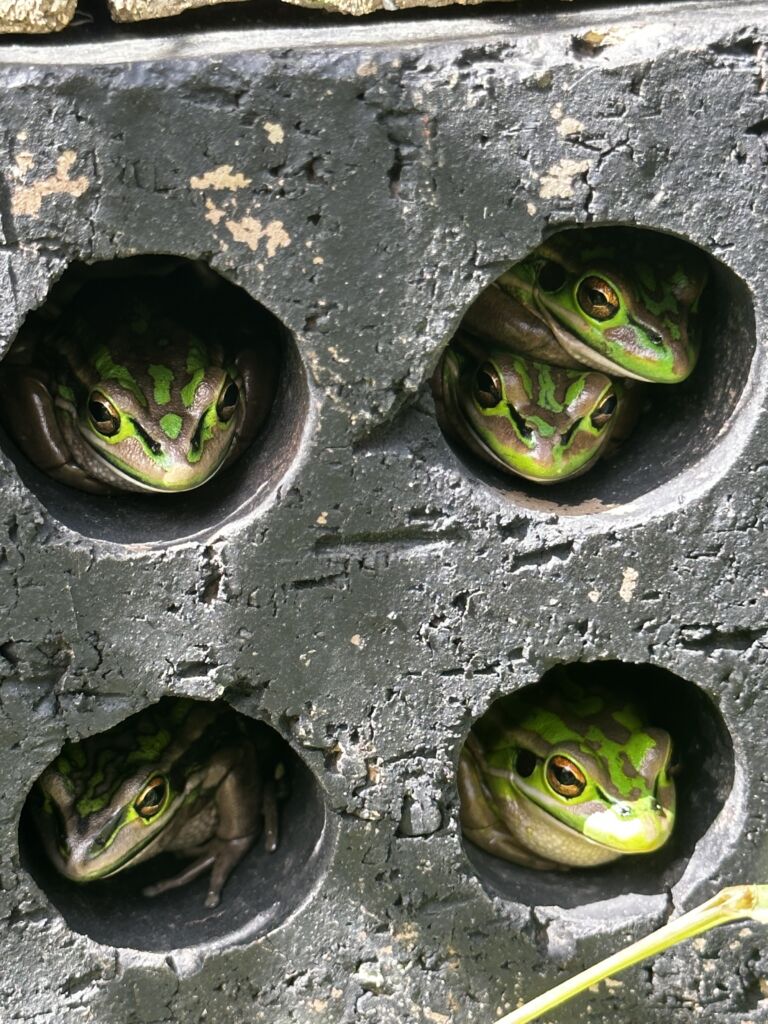 Dr. Anthony Waddle saves frogs in NSW - American Australian Association