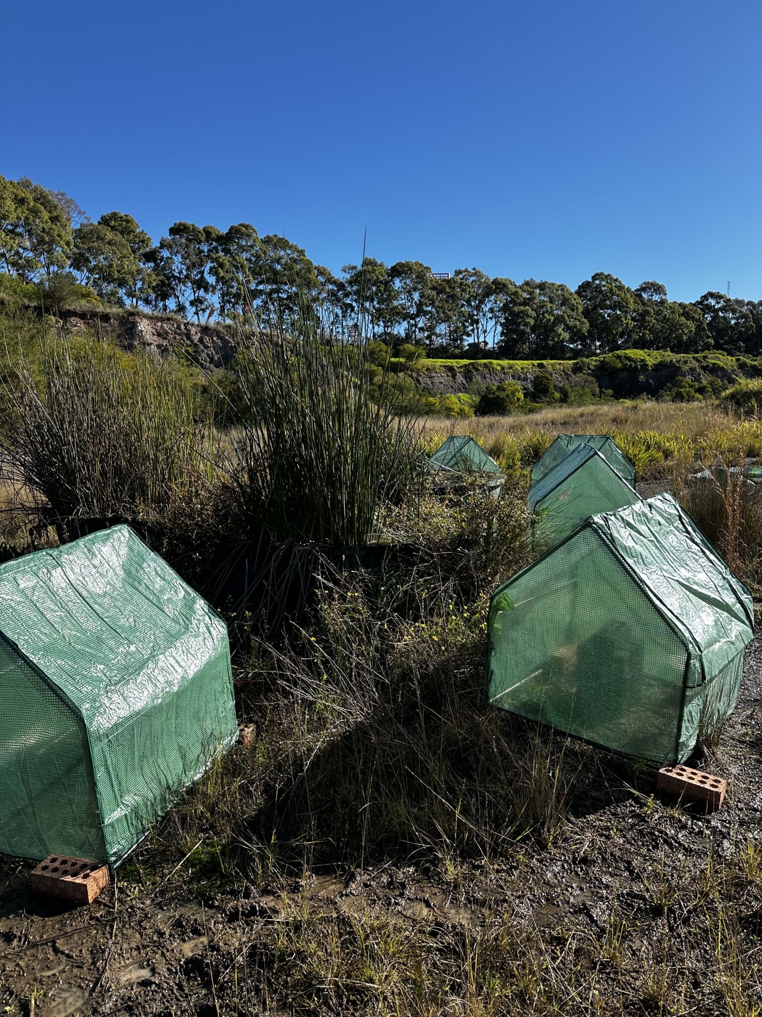 Dr. Anthony Waddle saves frogs in NSW - American Australian Association
