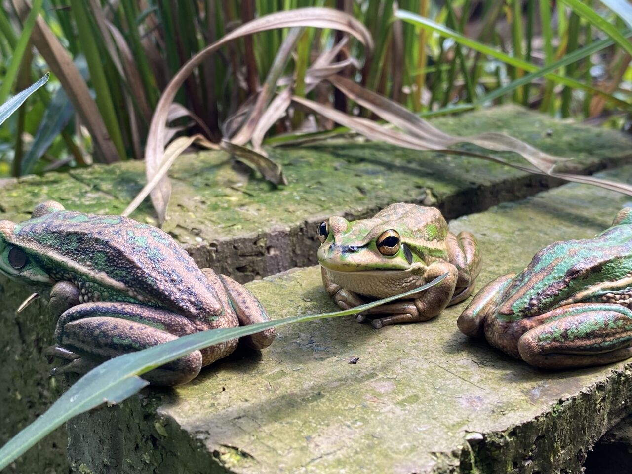 Dr. Anthony Waddle saves frogs in NSW - American Australian Association